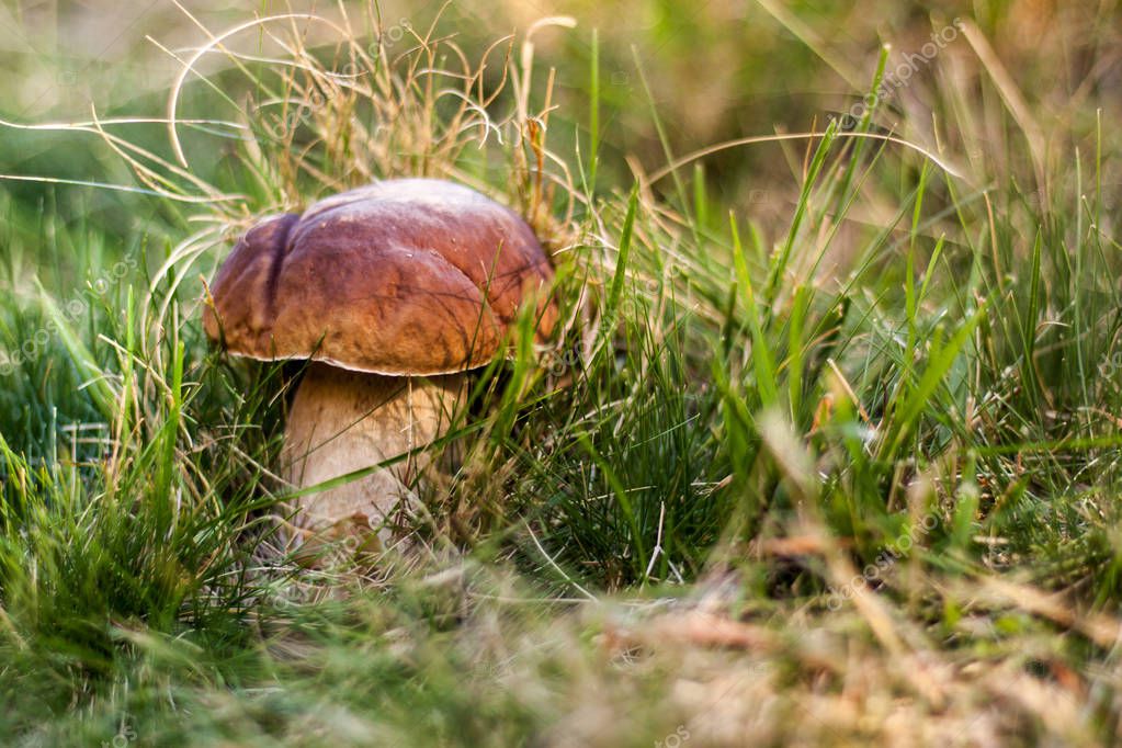 Boletus hongo encendido en la naturaleza. Setas de otoño Cep. Champiñón ...