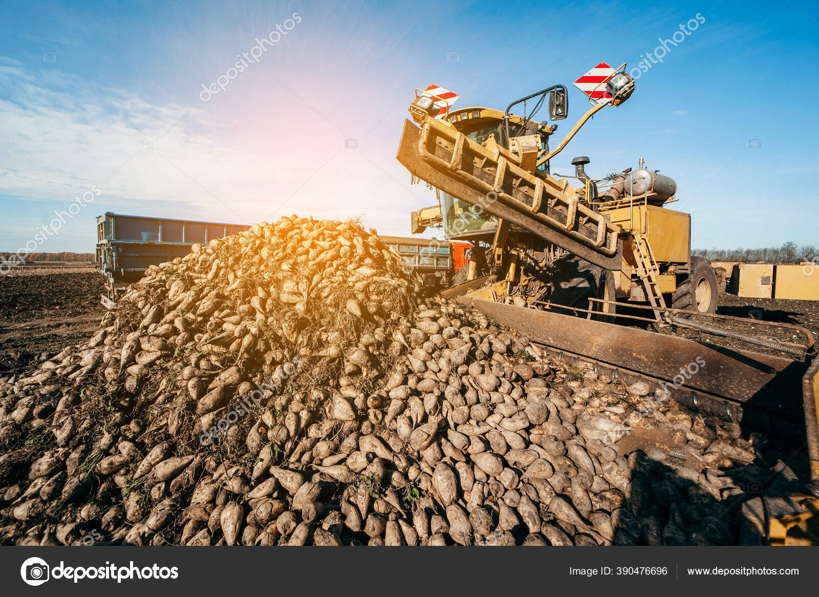 Combine Harvester Dumping Sugar Beet Trailer — Stock Photo © Andrew ...