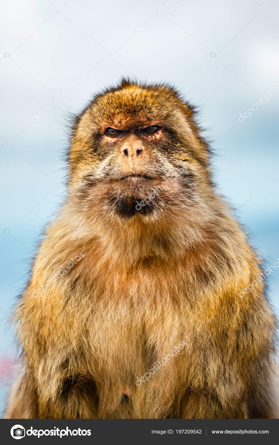 Portrait Wild Male Macaque Macaques One Most Famous Attractions British ...