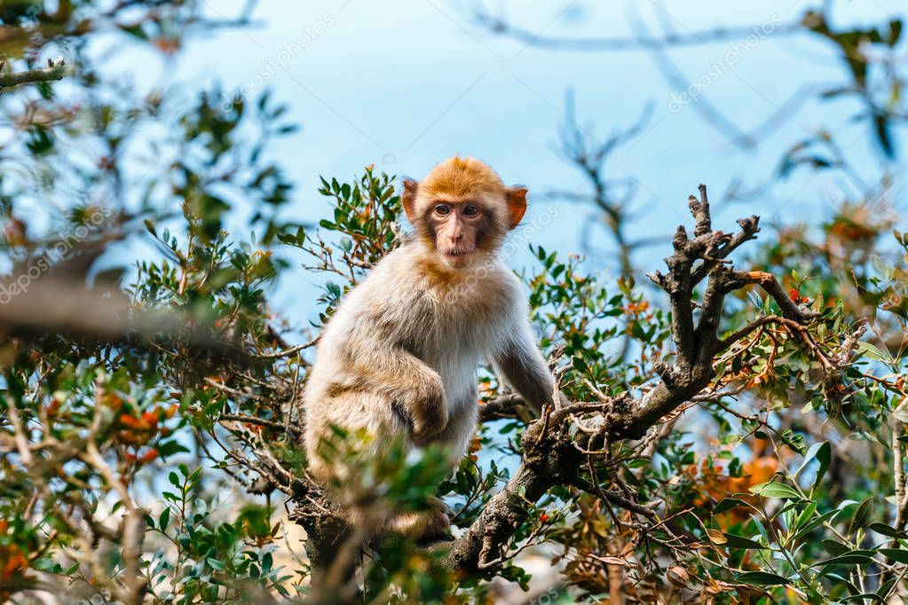 Retrato de un macaco joven. Los macacos son una de las atracciones más ...
