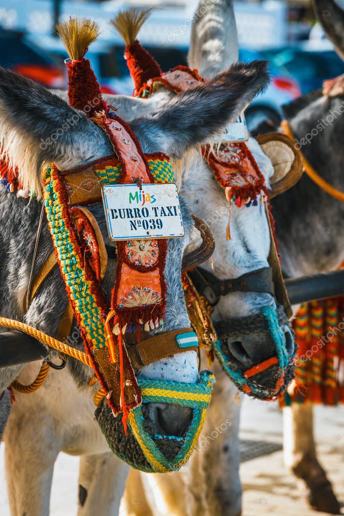 Mijas, España, 08 de abril de 2018: Primer plano de coloridos burros ...