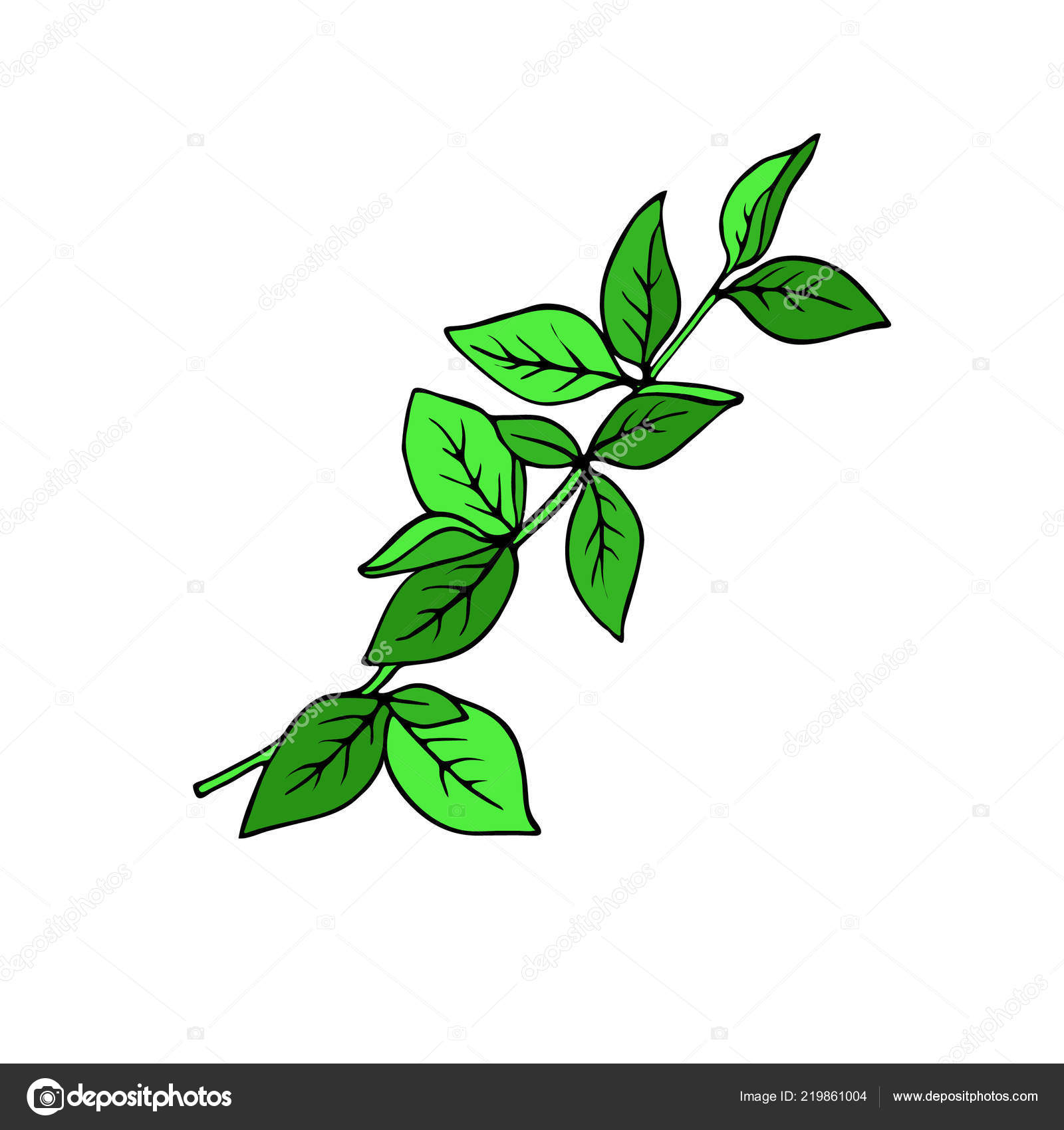 Spring Branch Leaves Isolated White Background Hand Drawn Vector ...