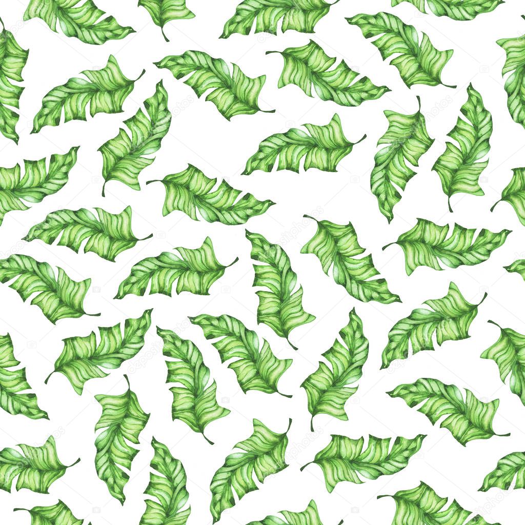 Patr n sin costuras con hojas de pl tano verde sobre fondo blanco. ilustraci n acuarela dibujado ...