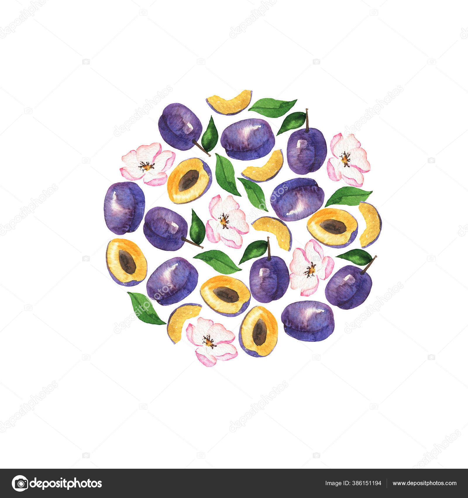 Violet Plum Circle Green Leaves White Flowers Hand Drawn Watercolor ...