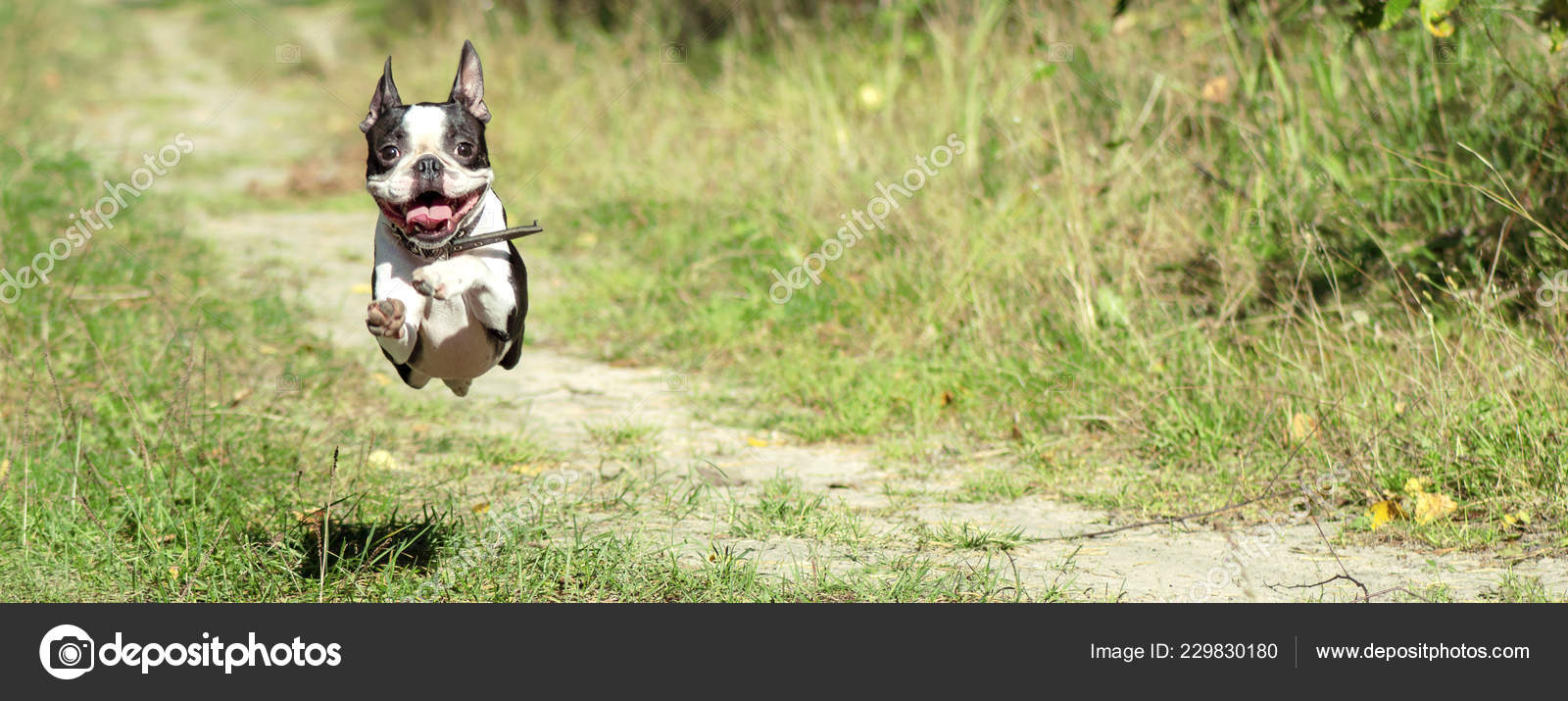 Do Boston Terriers Jump