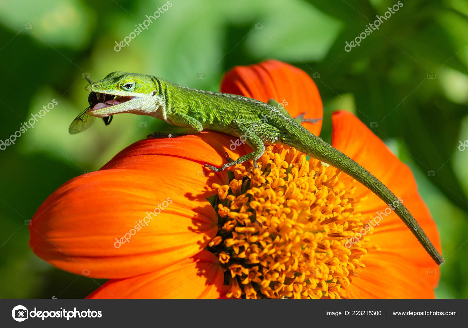 What Do Green Anoles Eat