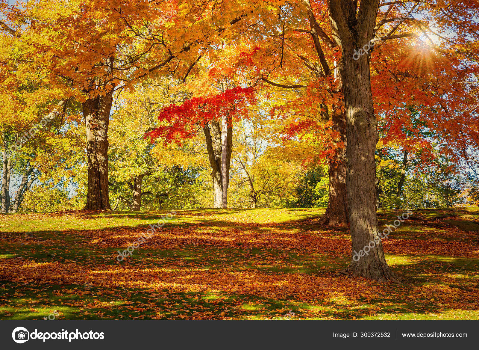 Beautiful Fall Trees