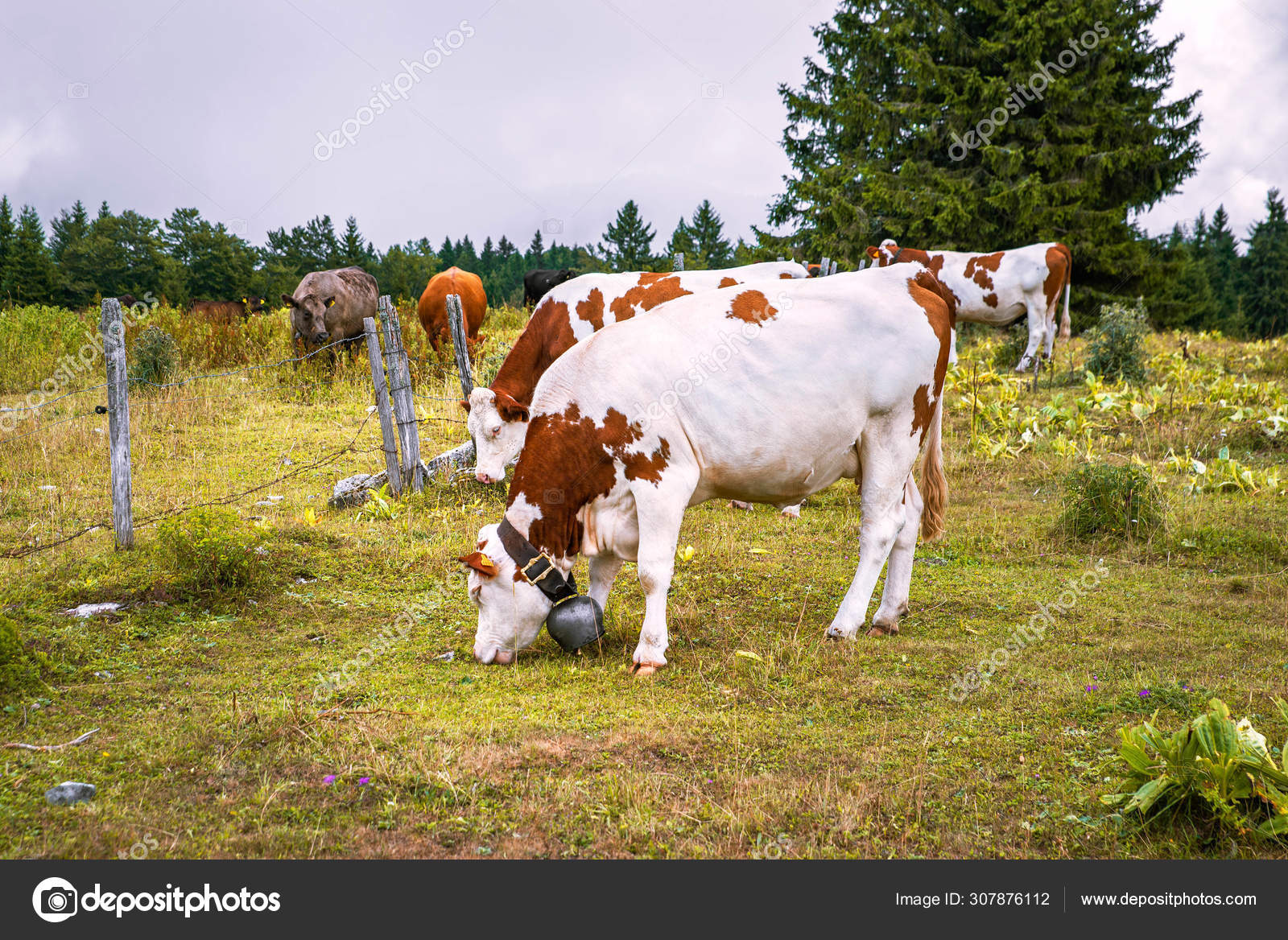 Alpine cows with big bells grazing on a mountain field Stock Photo by ...