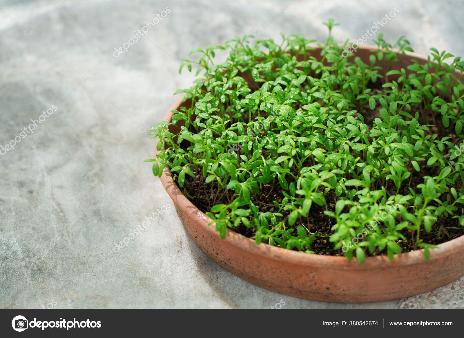 Green Sprouts Spicy Herbs Growing Ground Spring Homegrown Gardening ...