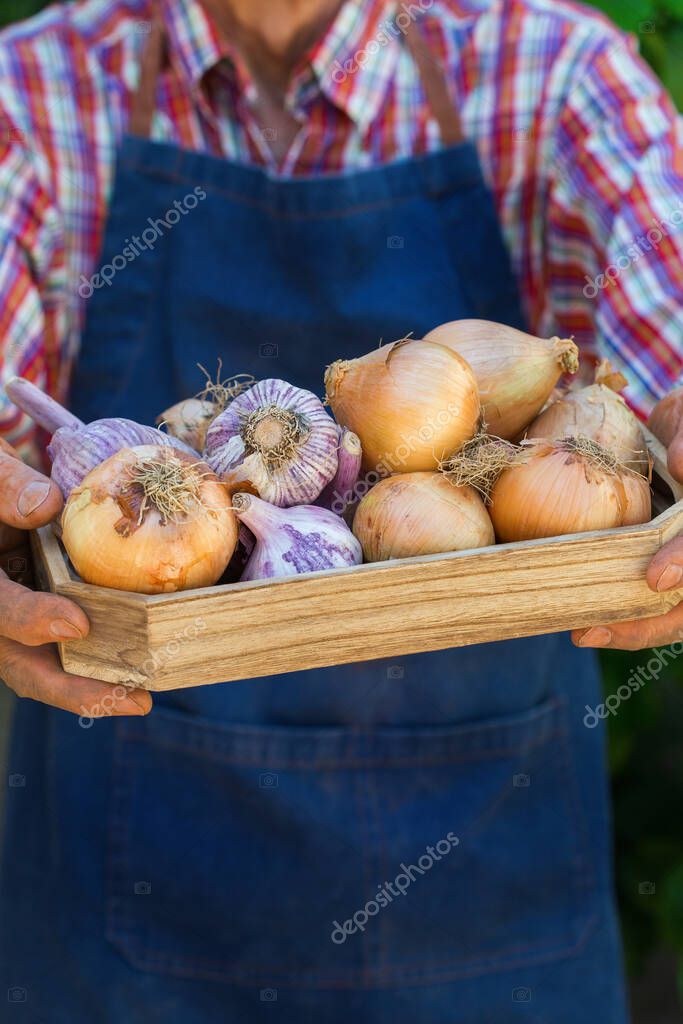 Hombre mayor, agricultor, trabajador sosteniendo en las manos la ...