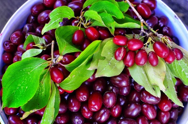 Fruits legumes images libres de droit, photos de Fruits legumes ...