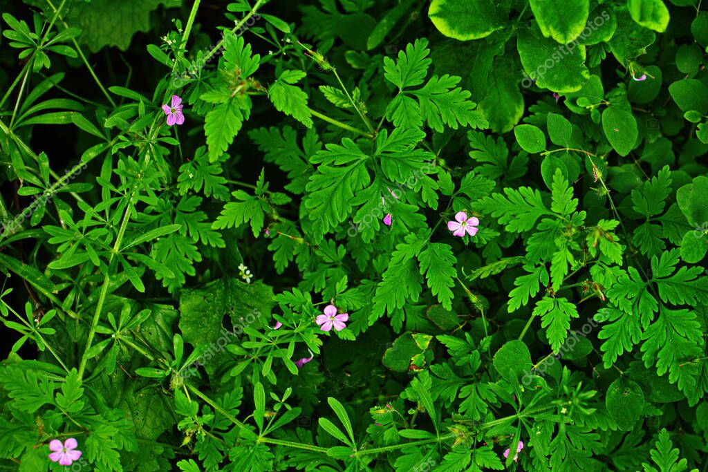Herb-robert - Geranium robertianum Flower, Seed pods & Leaves (en ...