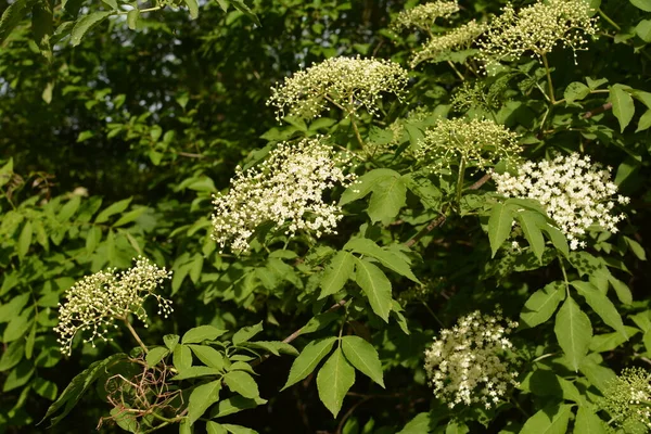 Paniculata Stock Photos, Royalty Free Paniculata Images | Depositphotos