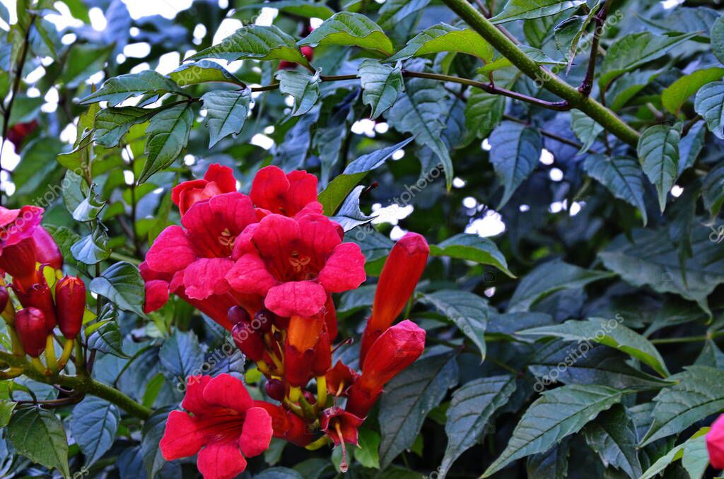 Racimo de flores en forma de trompeta de color naranja campsis contra ...