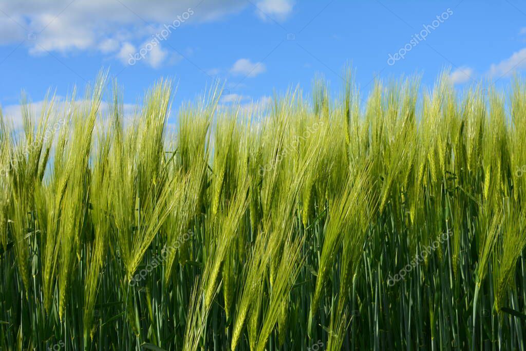 Planta de cebada verde única sobre fondo oscuro. El grano de cebada se ...