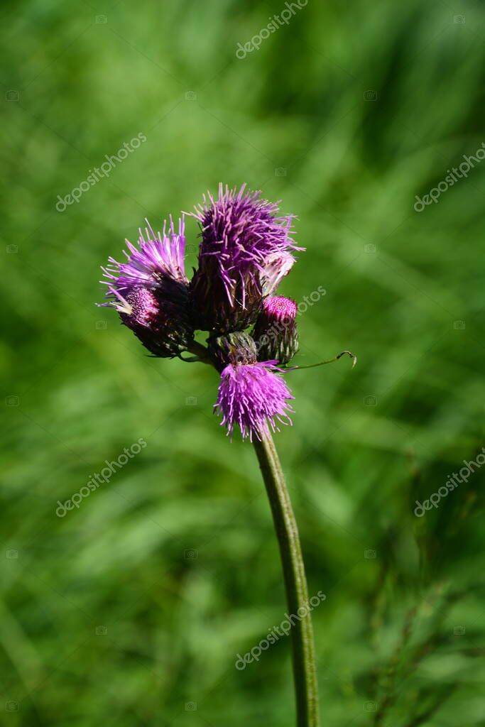 Cirsium rivulare Atropurpureum (Cardo Plume) en una casa de campo ...