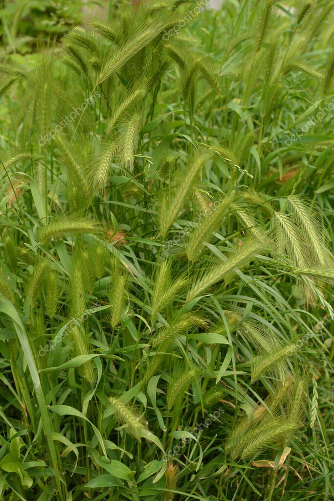 hordeum murinum aka cebada de pared o falsa planta de hierba de cebada ...