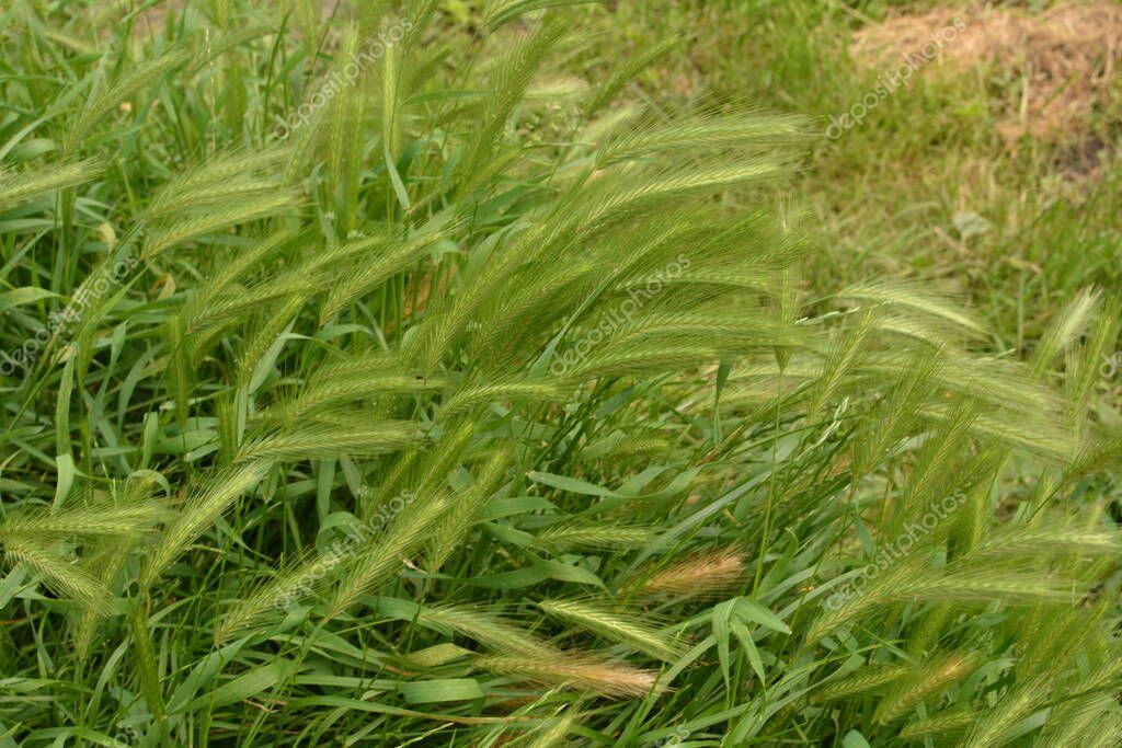hordeum murinum aka cebada de pared o falsa planta de hierba de cebada ...