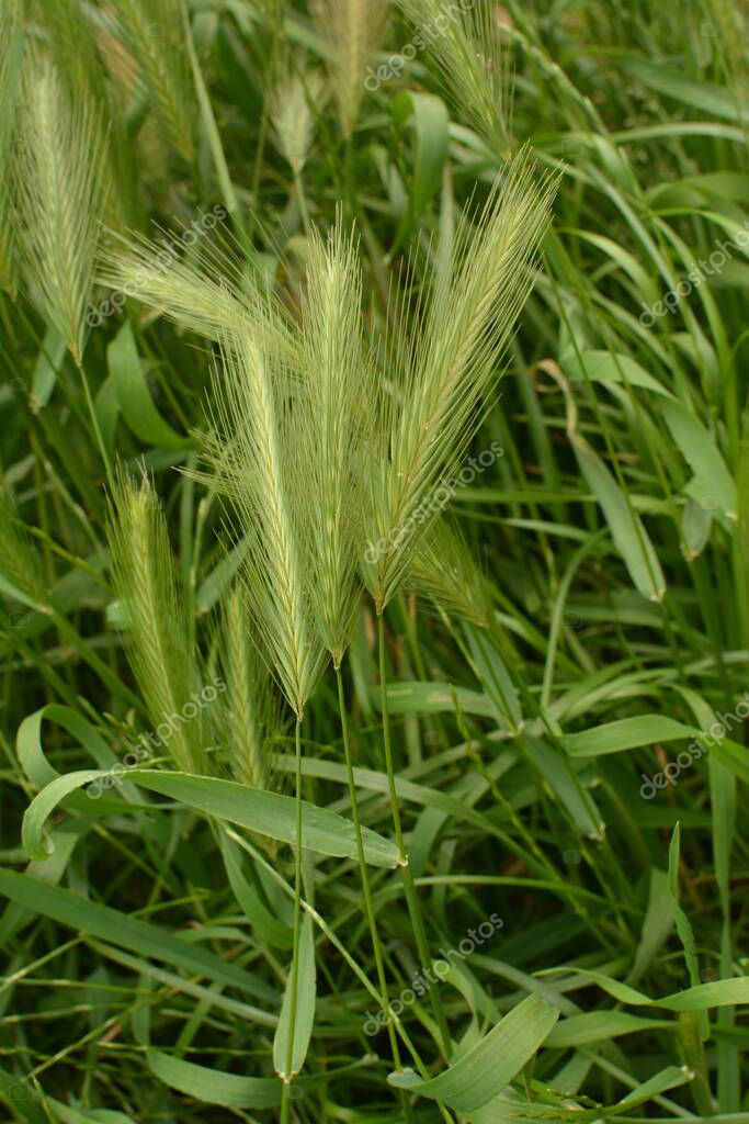 hordeum murinum aka cebada de pared o falsa planta de hierba de cebada ...