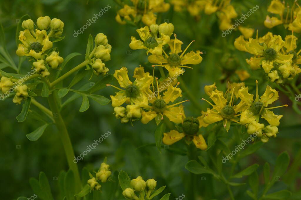 Ruta comúnmente conocida como rue Ruta graveolens rue o rue común ...