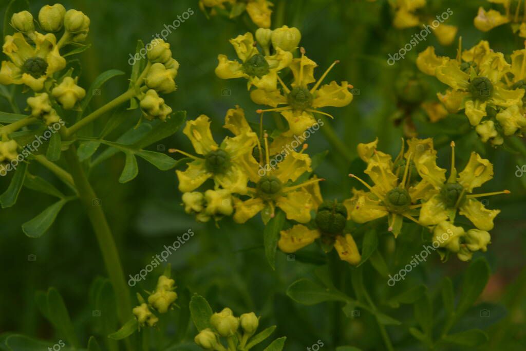 Ruta comúnmente conocida como rue Ruta graveolens rue o rue común ...