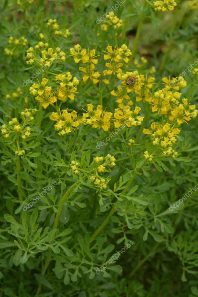 Ruta comúnmente conocida como rue Ruta graveolens rue o rue común ...