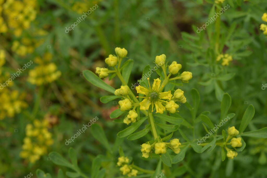 Ruta comúnmente conocida como rue Ruta graveolens rue o rue común ...