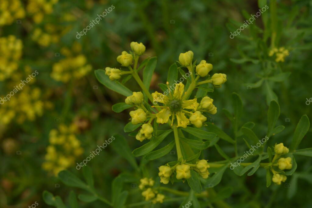 Ruta comúnmente conocida como rue Ruta graveolens rue o rue común ...