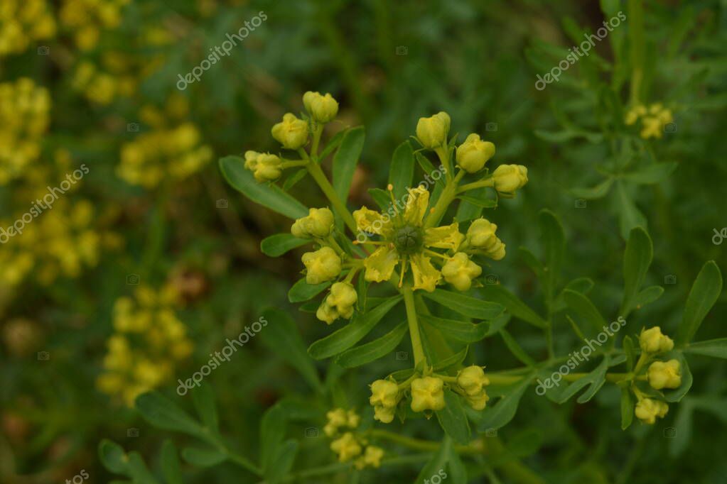 Ruta comúnmente conocida como rue Ruta graveolens rue o rue común ...