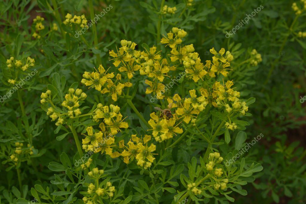 Ruta comúnmente conocida como rue Ruta graveolens rue o rue común ...