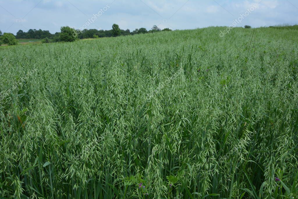 Avena, campo de avena, campo con avena en crecimiento, avena verde ...