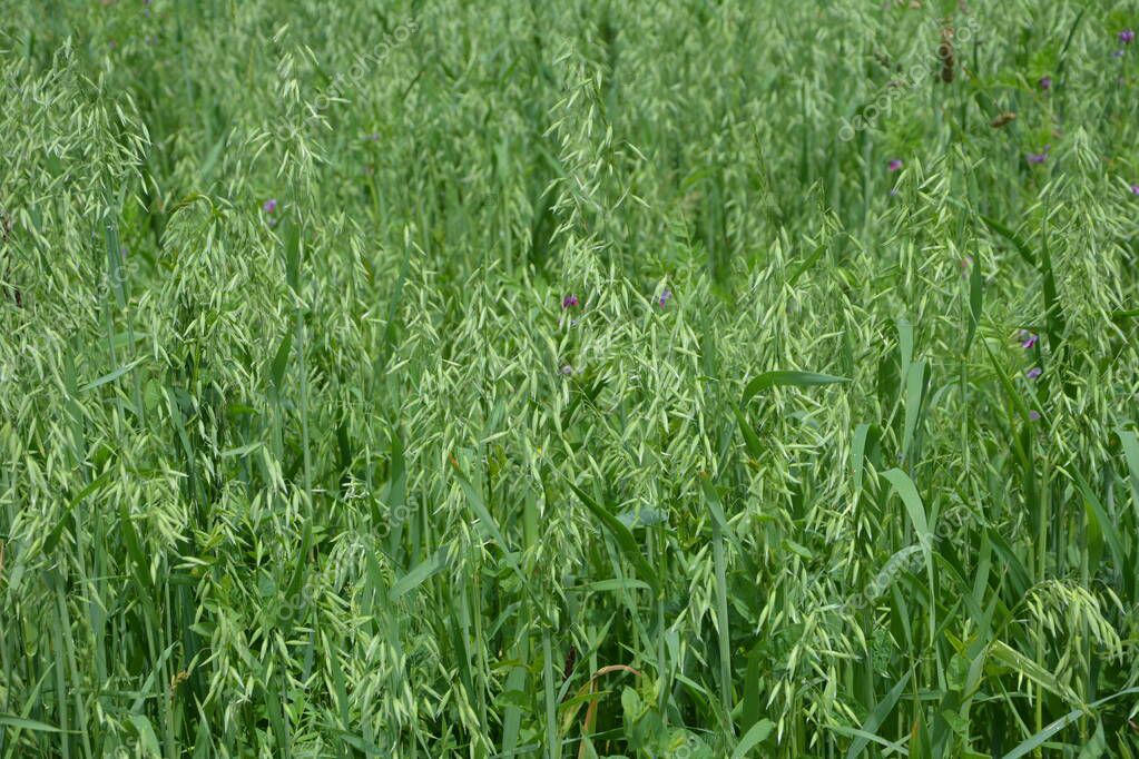 Avena, campo de avena, campo con avena en crecimiento, avena verde ...