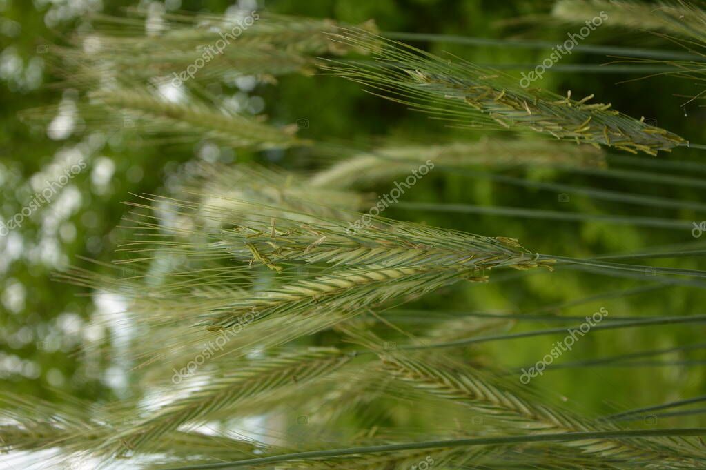 El centeno verde que crece en el campo. Oreja de centeno cerca. Secale ...