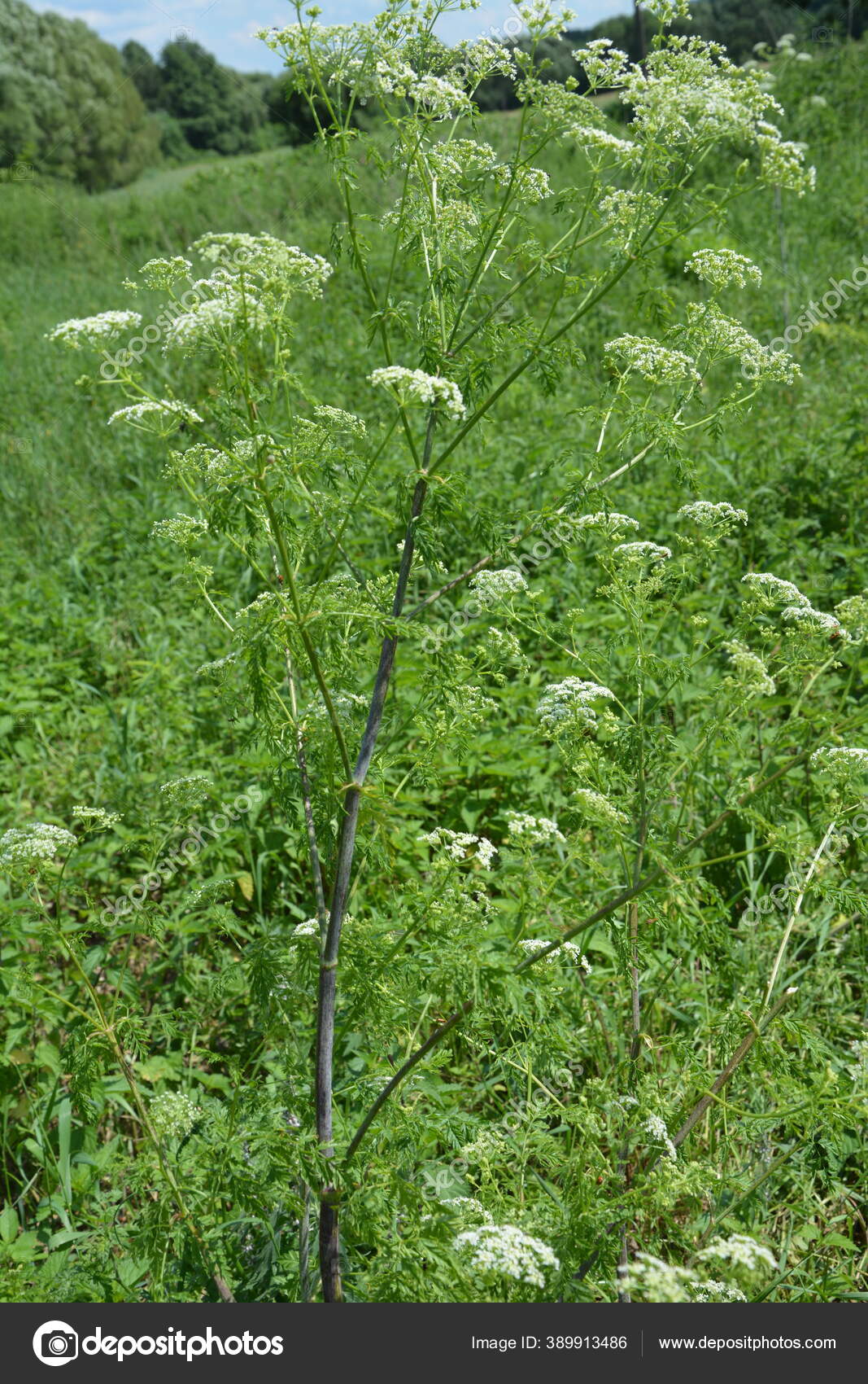 Hemlock Conium Maculatum Stem Showing Purple Blotches Stem Poisonous ...