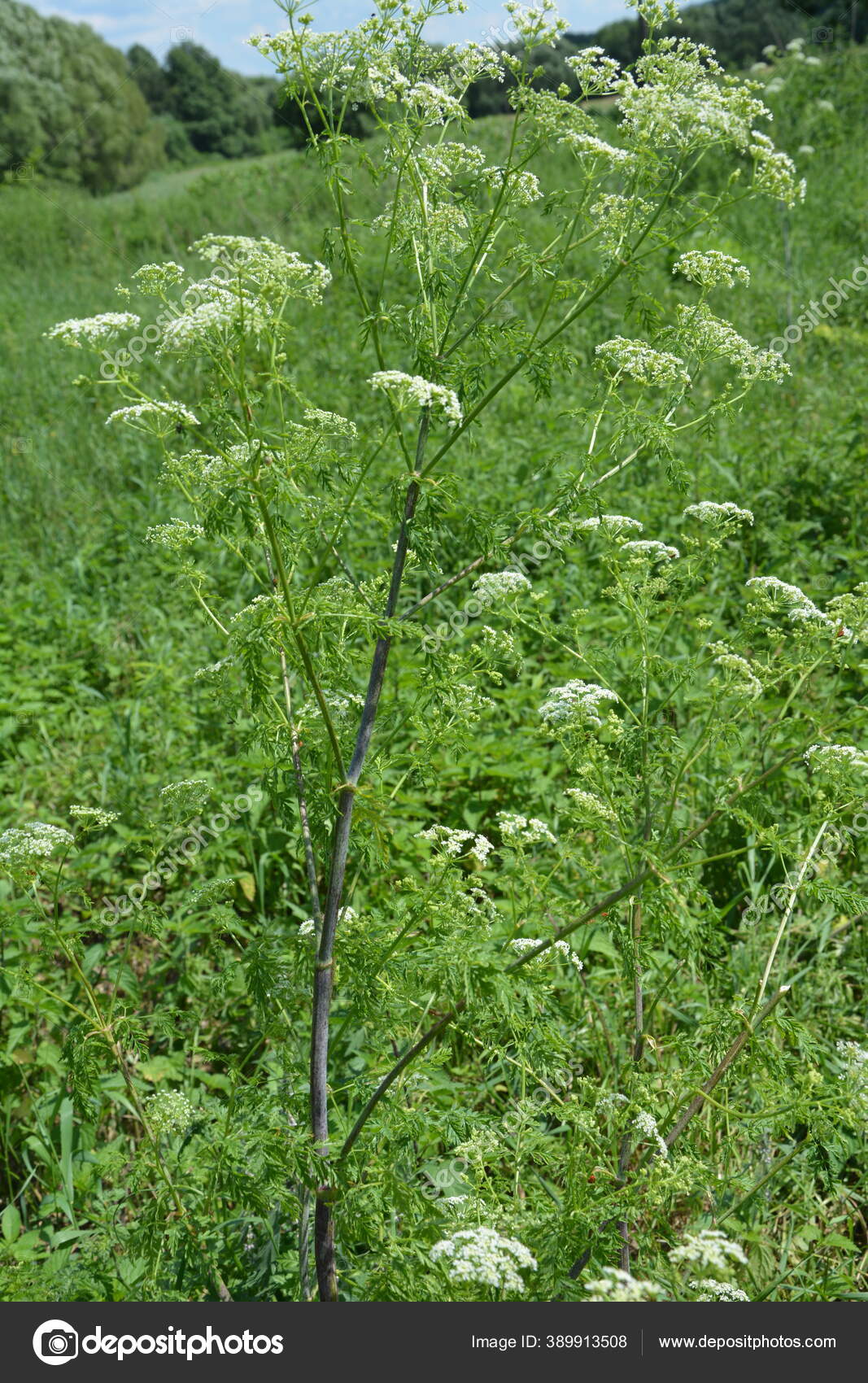 Hemlock Conium Maculatum Stem Showing Purple Blotches Stem Poisonous ...