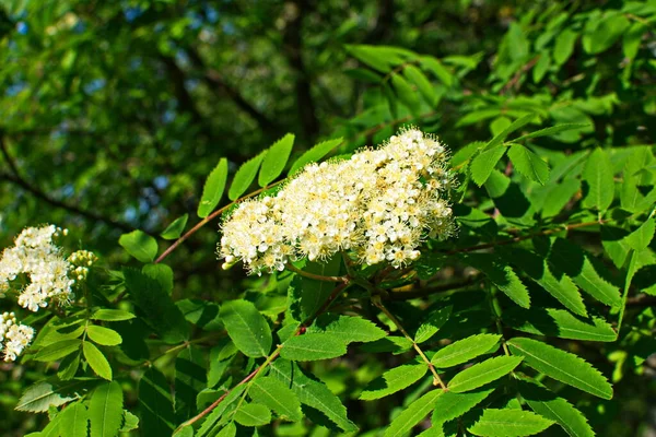 White sumac Stock Photos, Royalty Free White sumac Images | Depositphotos