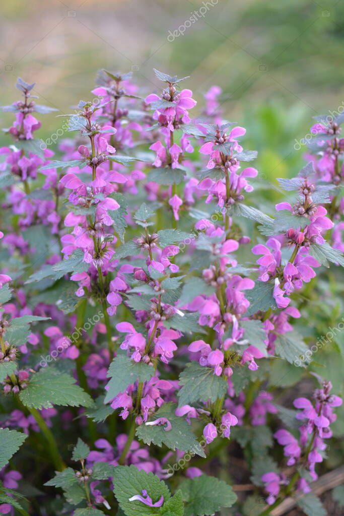 Lamium purpureum, conocida como ortiga muerta roja o púrpura, en el ...