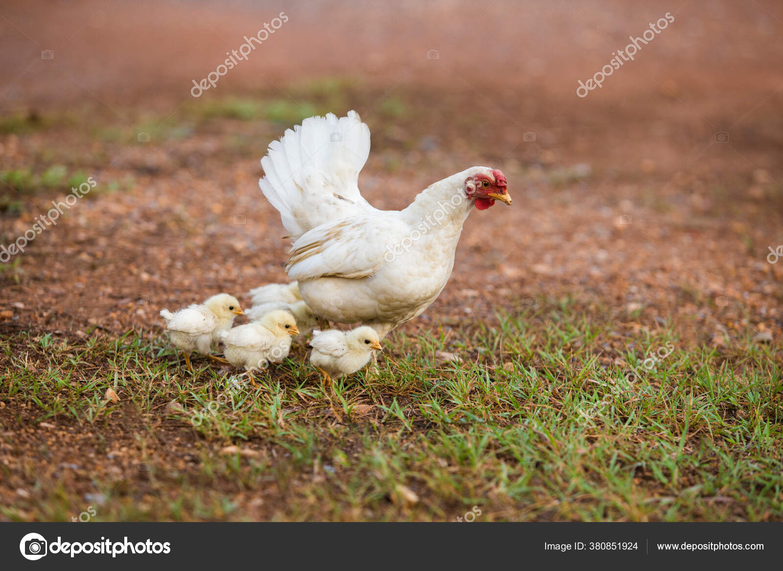 Hen Hers Babies Chicken Running Grass Field — Stock Photo © TaraPatta ...
