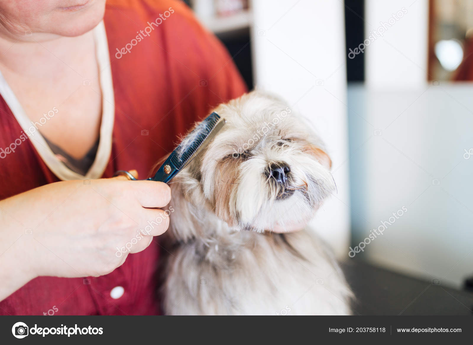 Lhasa Apso Grooming Salon Stock Photo by ©nenadovicphoto@gmail.com ...