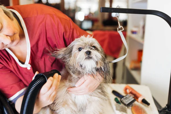 Lhasa Apso Grooming Salon Stock Photo by ©nenadovicphoto@gmail.com ...