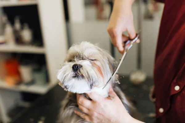 Lhasa Apso Grooming Salon Stock Photo by ©nenadovicphoto@gmail.com ...