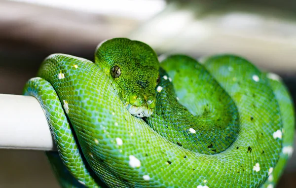 Green Tree Python Morelia Viridis Stock Photo by ©REPTILES4ALL 200510496
