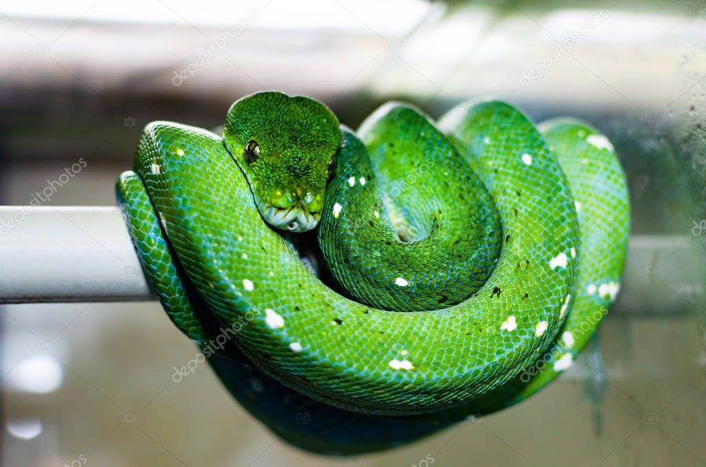 La pitón verde del árbol (morelia viridis). Animales exóticos en el ...