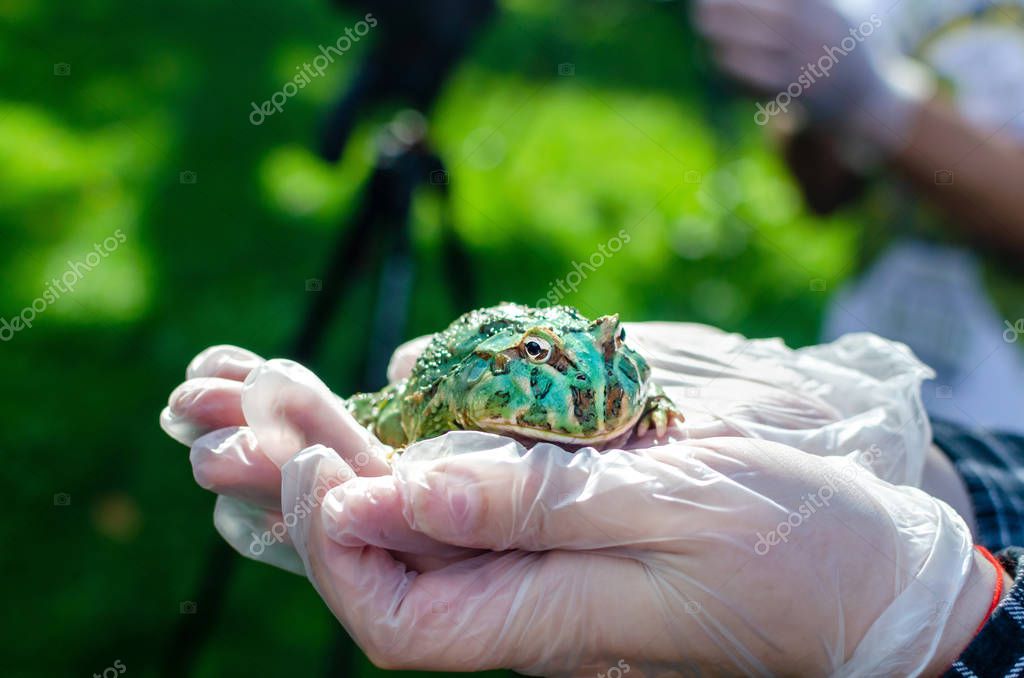 Ceratophrys ornata (La rana argentina con cuernos pacman frog) está ...