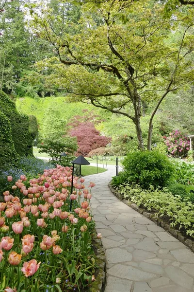 Beautiful garden pathway with pink tulips - Stock Image - Everypixel
