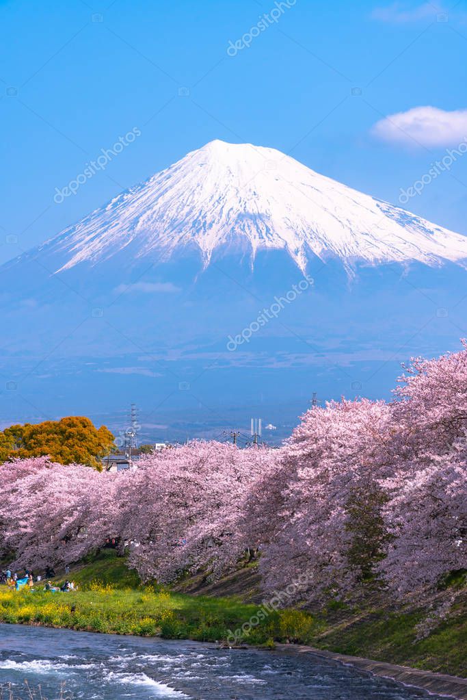 Monte Fuji (Mt. Fuji) con la flor de cerezo Sakura en el río por la ...