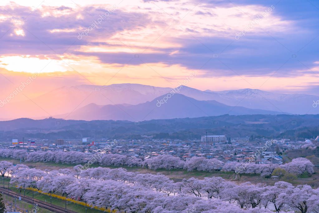 Shiroishigawa-tsutsumi Hitome Senbonzakura en la puesta del sol, flores ...
