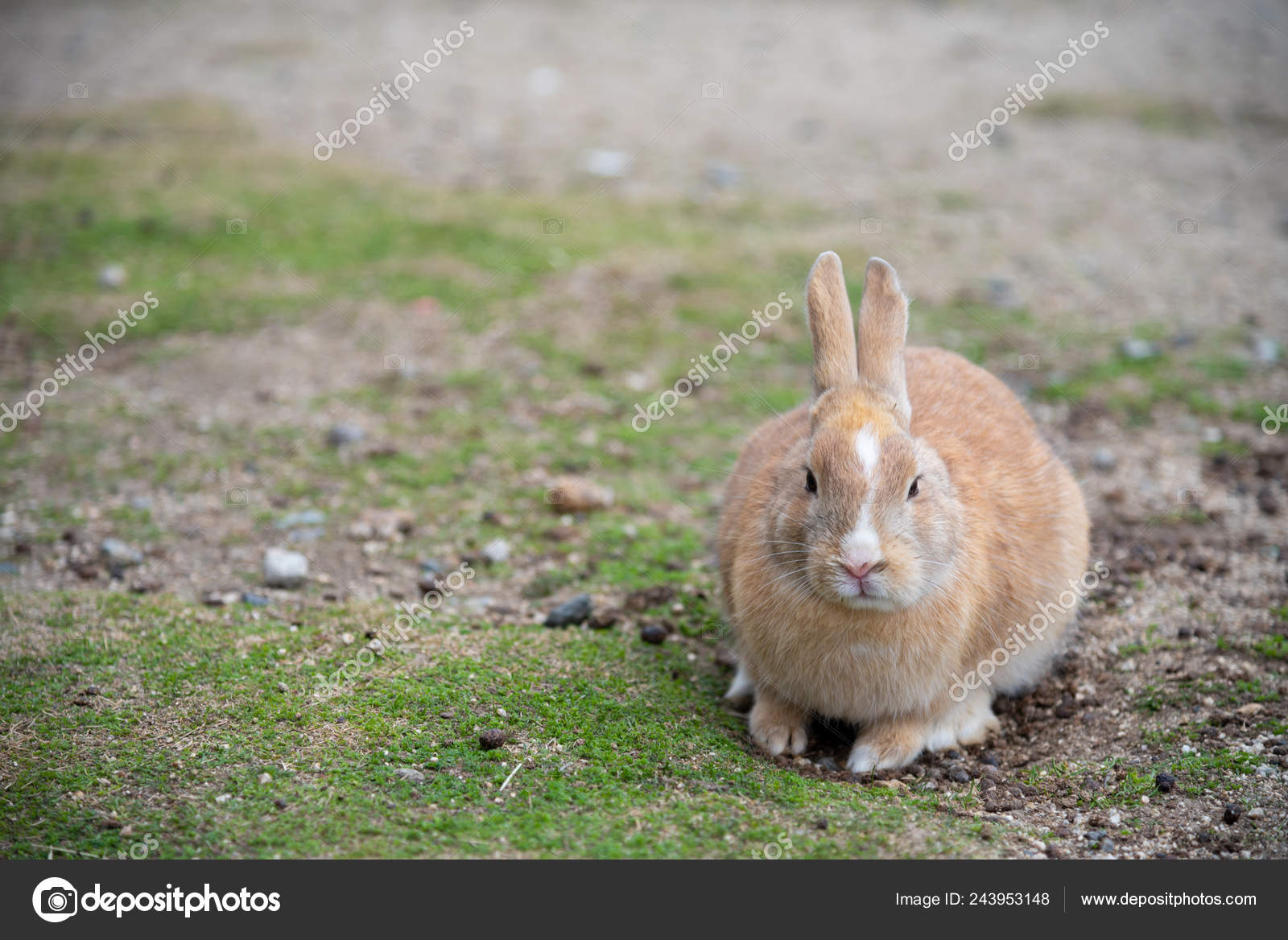 Cute Wild Rabbits Okunoshima Island Sunny Weaher Known Rabbit Island ...