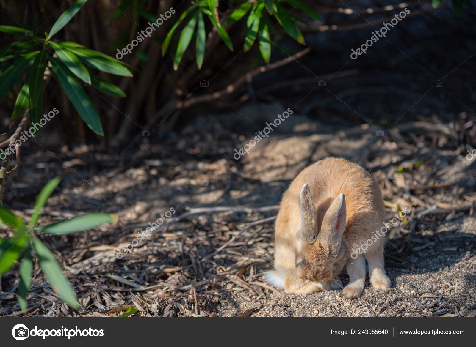 Cute Wild Rabbits Okunoshima Island Sunny Weaher Known Rabbit Island ...