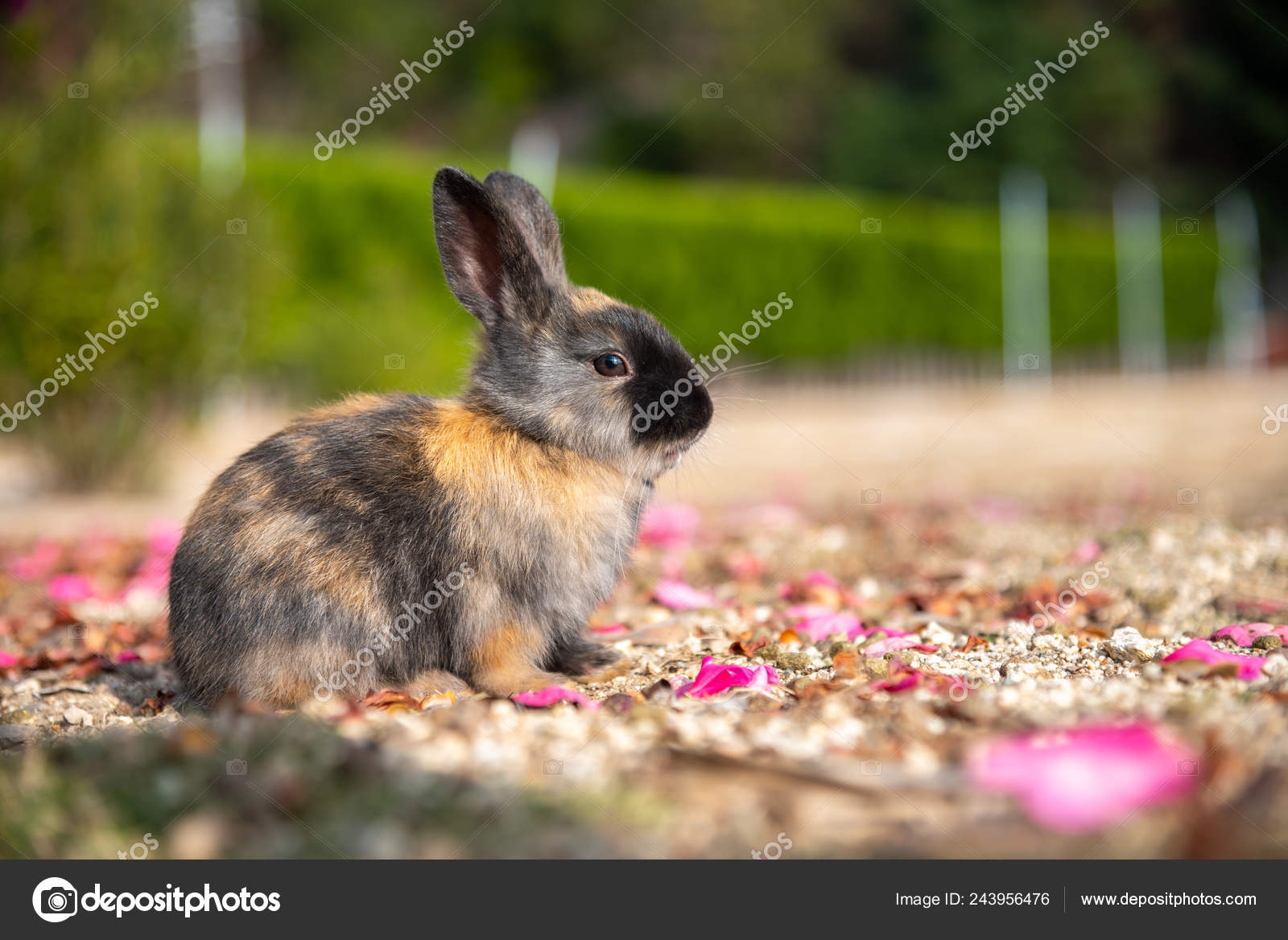Cute Wild Rabbits Okunoshima Island Sunny Weaher Known Rabbit Island ...